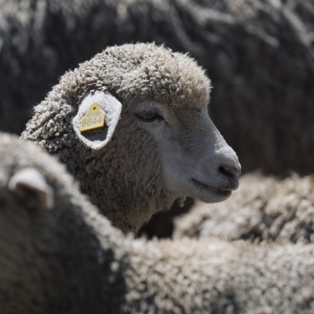 Material Guide: Merino Wool – Owen Stitch